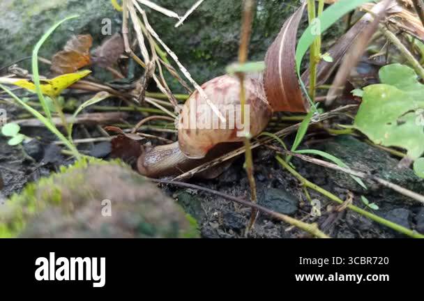 A slow-moving snail makes its way through dense green bushes, its slimy ...