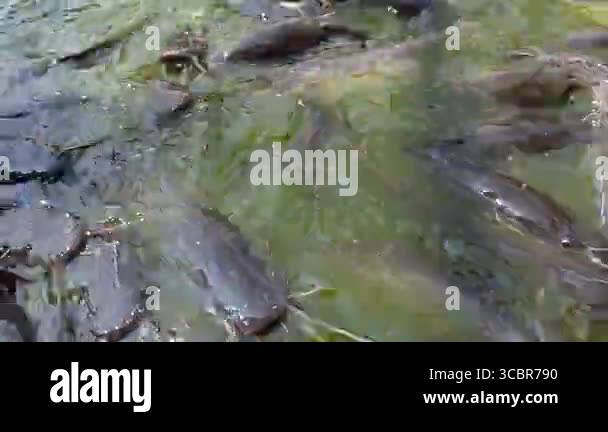 Catfish glide through the still pond water, thriving in low-oxygen ...