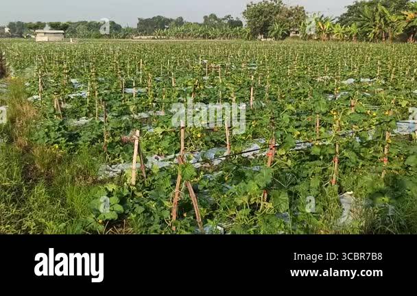 Rows of watermelon vines stretch across sunny fields, growing plump ...