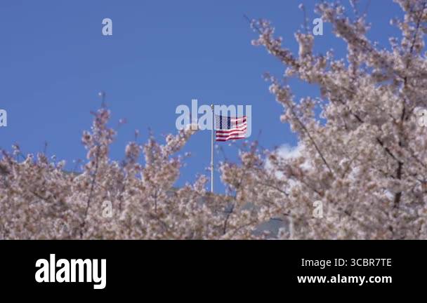 American flag waving on blue sky near blossom spring tree. United ...
