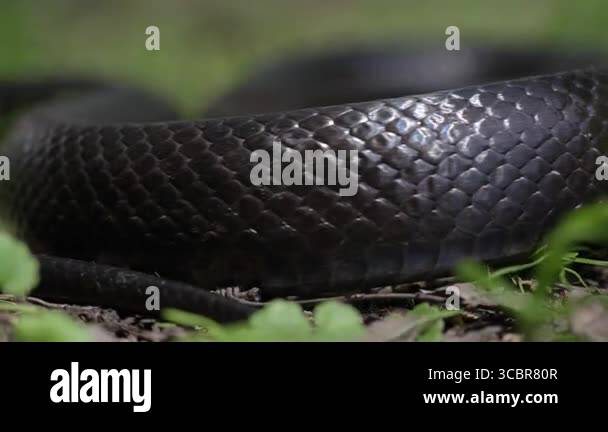 Snakes venom. Slithering snake close-up. Black snake crawling. Snakes ...