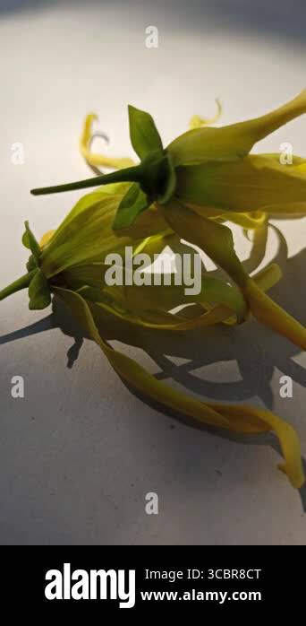 The green Kenanga flower exudes a fresh aroma and symbolizes purity ...