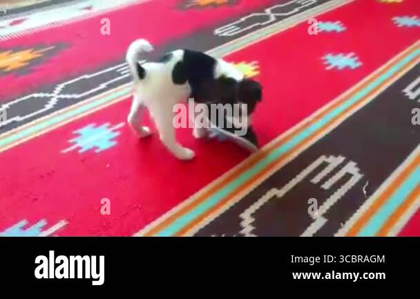 A small beagle puppy plays with a shoe. A puppy plays with a slipper ...