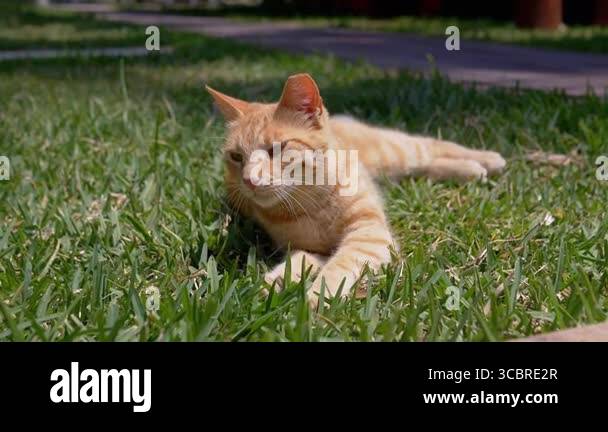Portrait, Playful Ginger Cat Lying on the Green Grass while Bathed in ...