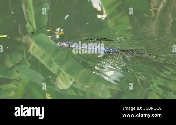 Monitor lizard glides through a tranquil pond Stock Video Footage - Alamy