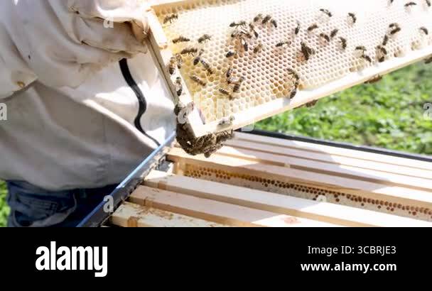 Brave beekeeper inspects honeycomb holding frame with active bees in ...