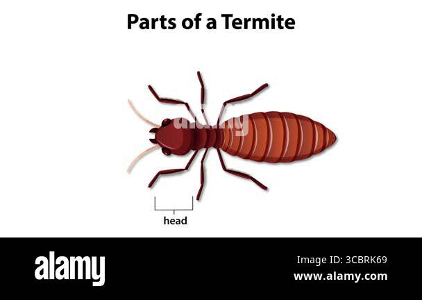 Detailed breakdown of termite body parts Stock Video Footage - Alamy