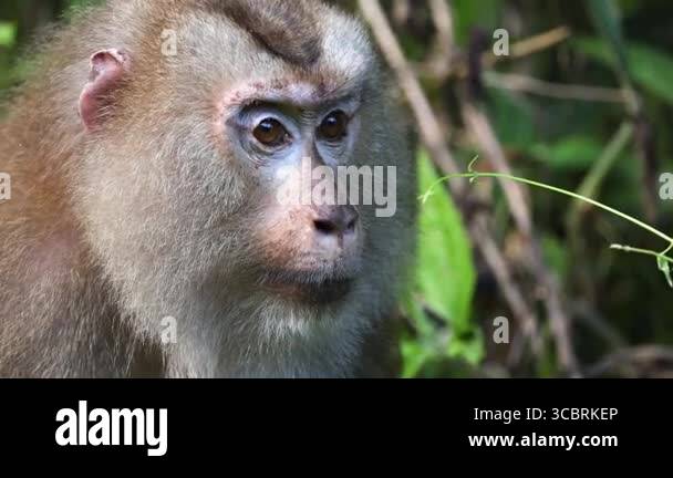 Monkey displaying various facial expressions outdoors Stock Video ...