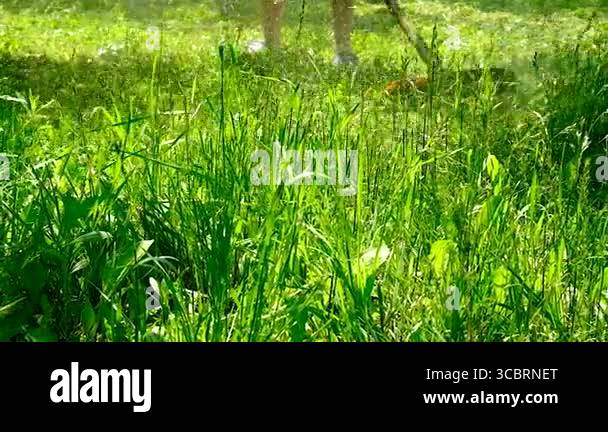 mow the grass in the garden. Selective focus. nature Stock Video ...