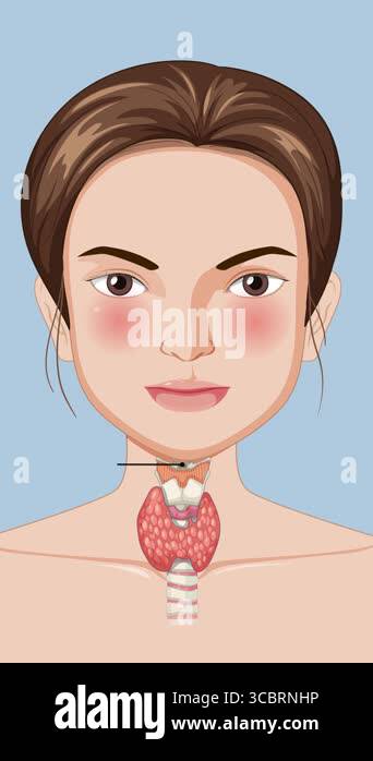 Illustration of thyroid gland anatomy with labels, highlighting key ...