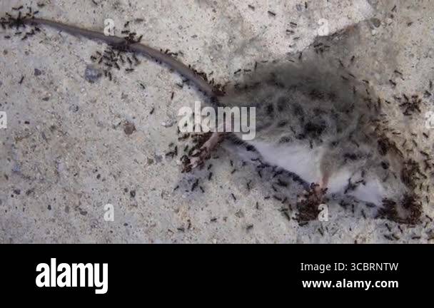 Ants eating a dead gray mouse. A group of ants swarm over the lifeless ...