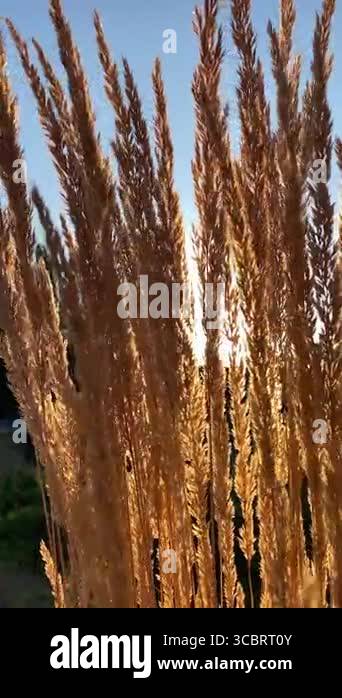 Golden spikes of grass sway slowly towards a bright blue sky ...