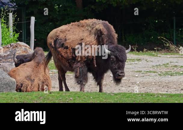 The American bison or simply bison, also commonly known as the American ...