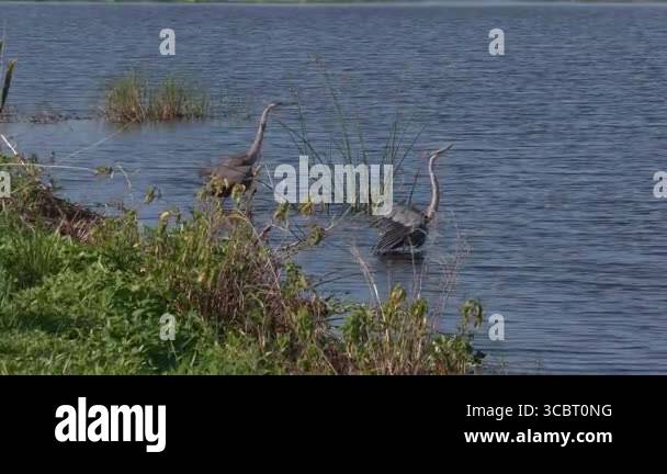 Great blue herons territorial behavior Stock Videos & Footage - HD and ...