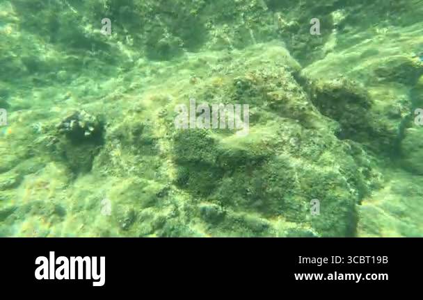 Vibrant underwater scene with coral and barnacles in clear waters ...
