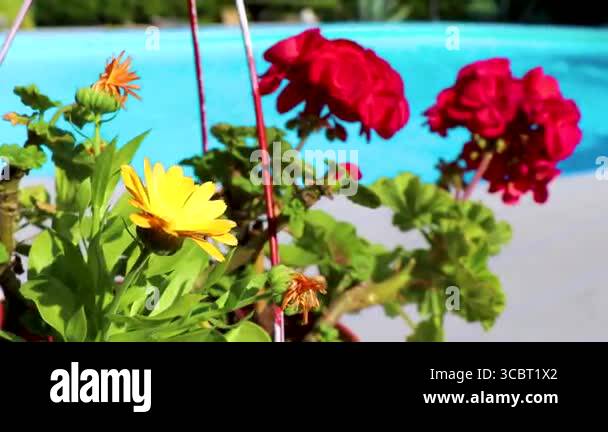 Beautiful red pink and yellow flower at paradise pool in the garden in ...