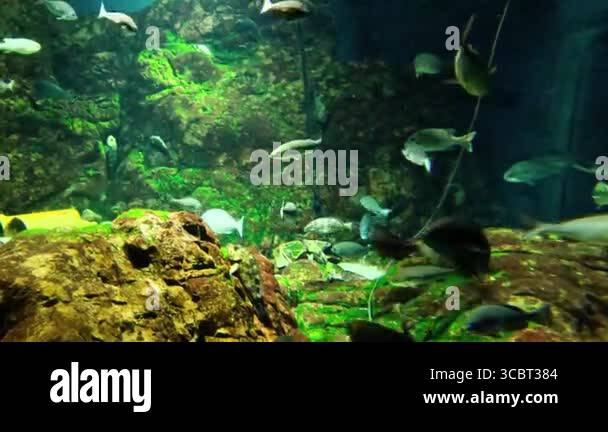 Aquatic life swimming peacefully in a fish tank Stock Video Footage - Alamy