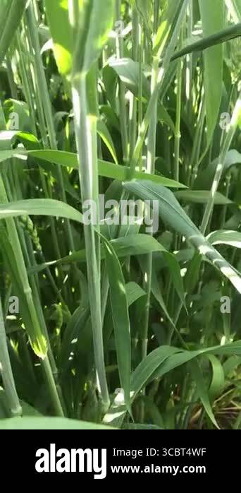 Endless expanses of wheat fields. Each ear sways in the wind, creating ...