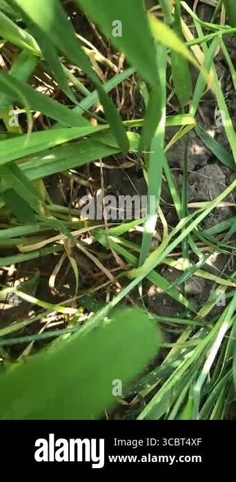 Endless expanses of wheat fields. Each ear sways in the wind, creating ...