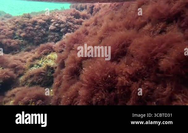 Underwater landscape of red algae Ceramium rubrum on rocks near the ...
