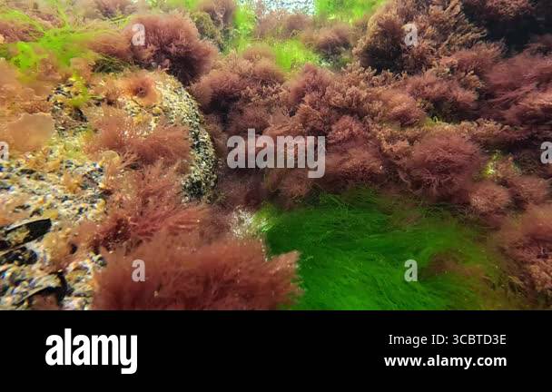 Underwater view of red and green algae that grow on rocks near the ...
