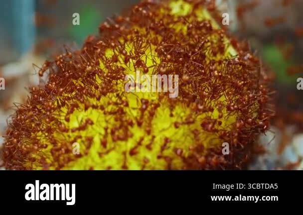 Ant colony. A group of ants. Closeup Stock Video Footage - Alamy