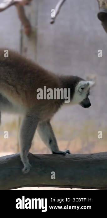 lemurs eating fruits, ring-tailed lemurs, Tenerife, wildlife ...