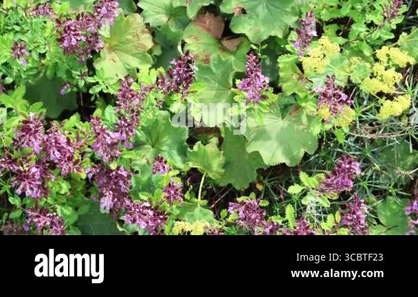 Lush green and purple botanical vegetation revealing intricate leaf ...