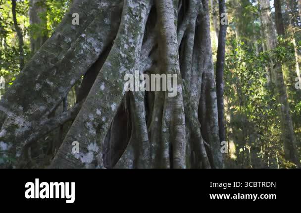 Panoramic view of a tall fig tree Stock Video Footage - Alamy
