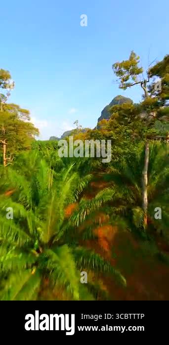 Cinematic FPV drone flight over lush palm plantation with scenic ...