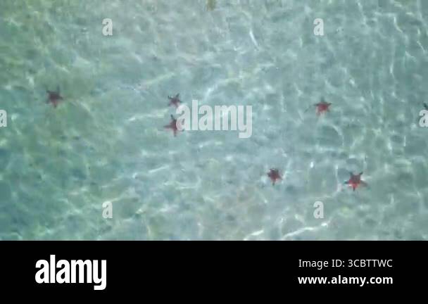 Aerial view of starfish in crystal-clear shallow tropical water ...