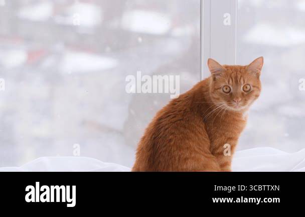 Charming orange tabby cat sits still, staring out the window as snow ...