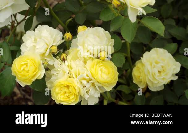 Floribunda rose 'Golden Border' shows clusters of lemon yellow flowers ...