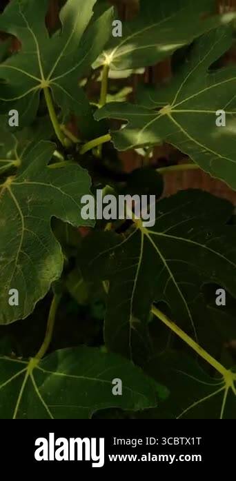Vertical high-quality footage of Close up of a fig tree bearing small ...