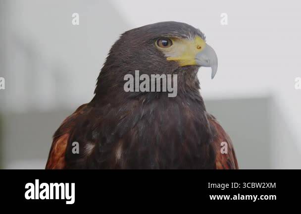 Close up raptor bird portrait wildlife Stock Videos & Footage - HD and ...