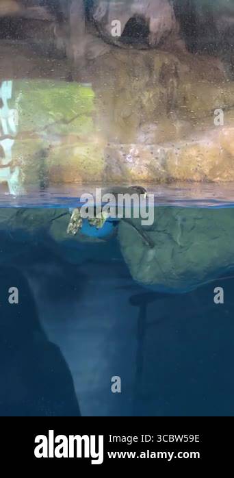 Colorful fish and aquatic creatures move through clear water in a ...