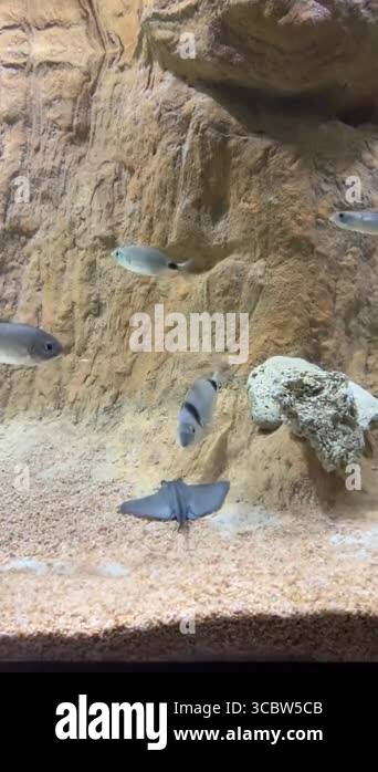 Small Fish Swimming In Sandy Aquarium With Rock Wall. High quality 4k ...