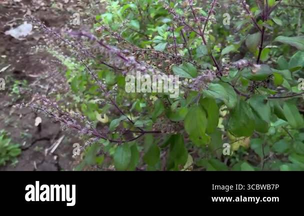 Holy Basil plant, also known as Tulsi or Sacred Basil (scientific name ...