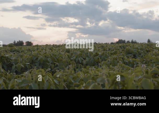 Expansive Soybean Field Under Blue Sky . High quality 4k footage Stock ...