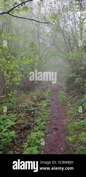 path with foggy forest Stock Video Footage - Alamy