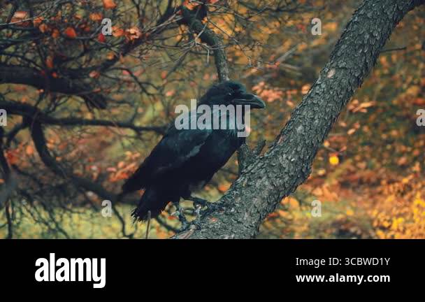 close-up portrait. Wild huge black northern raven on branch pecks tree ...
