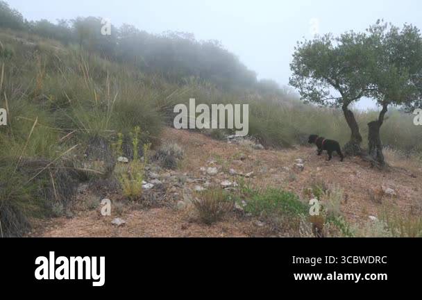 A black dog explores a serene, misty mountain trail. Thick fog envelops ...