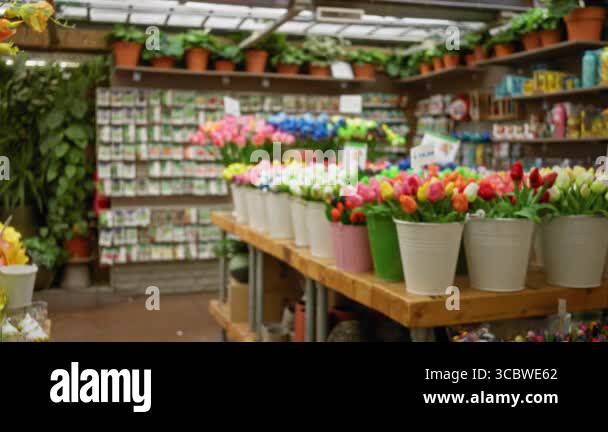 Colorful tulips in white pots line a wooden table in a lush dutch ...