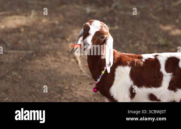 Goat with collar Stock Videos & Footage - HD and 4K Video Clips - Alamy