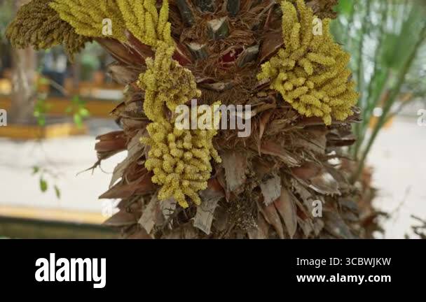 Closeup of flowering palm tree with dense yellow clusters in sunny ...