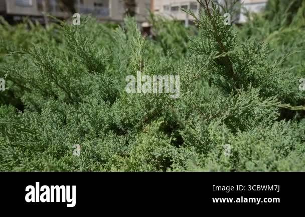 Dense juniper shrubs outdoors in Stock Videos & Footage - HD and 4K ...