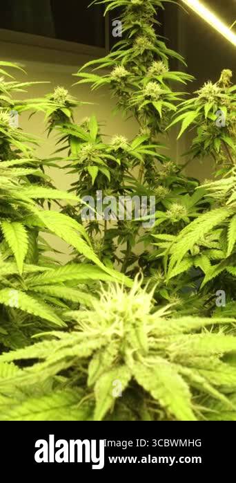 Cannabis plant in curative cannabis weed farm for medical cannabis ...