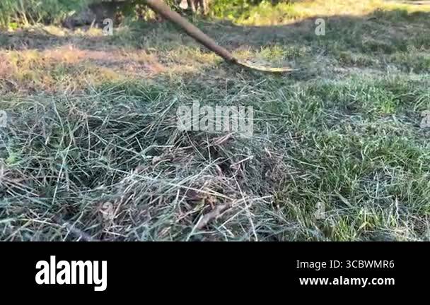 raking the grass while basking in the warm rays of the evening sun ...