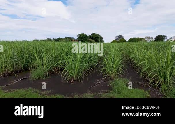 Lush sugar cane crops in agricultural setting Stock Video Footage - Alamy