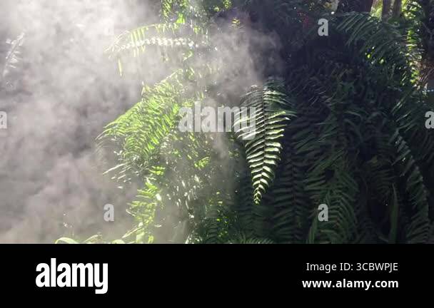 Amidst ferns Stock Videos & Footage - HD and 4K Video Clips - Alamy